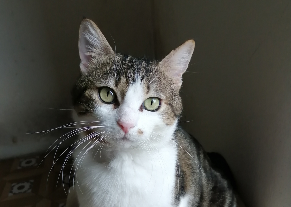 Ciccio - Animal's Angels Novi Onlus