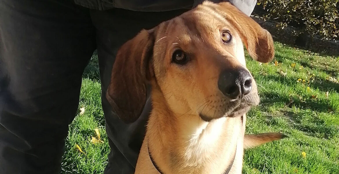 Martin - Animal's Angels Novi Onlus