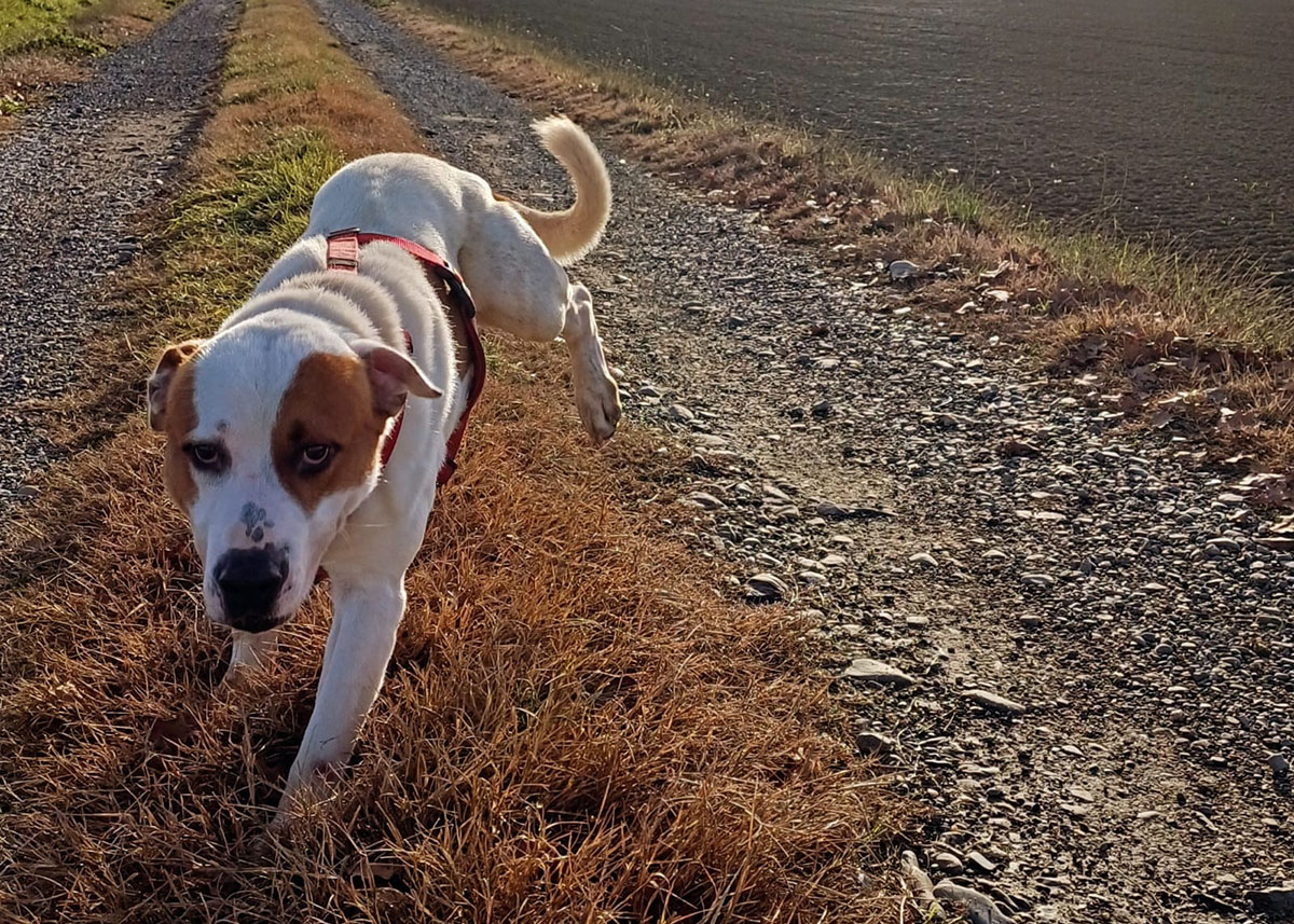 Pinto - Animal's Angels Novi Onlus